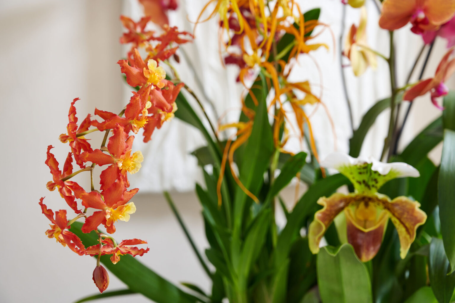 The blooming period of the 11 most popular orchids