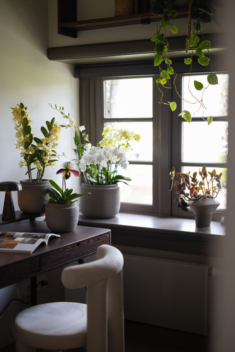 How to keep your orchids looking beautiful in autumn