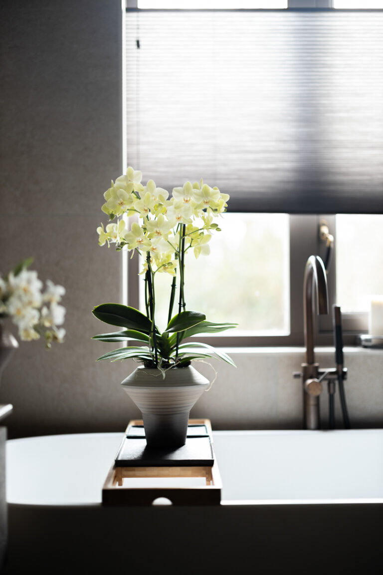 How to keep your orchids looking beautiful in autumn