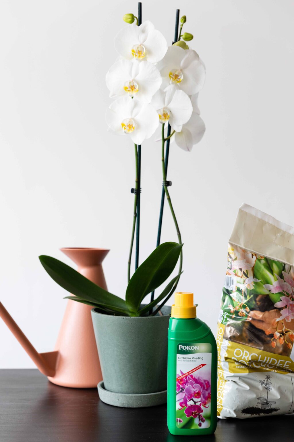 How to keep your orchids looking beautiful in autumn
