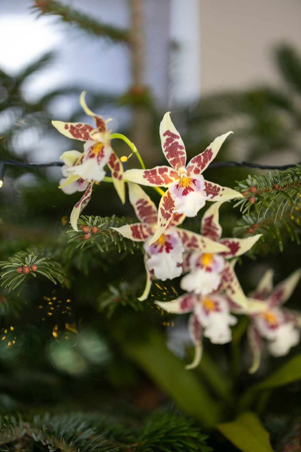 Go all out this year with orchids in your Christmas tree
