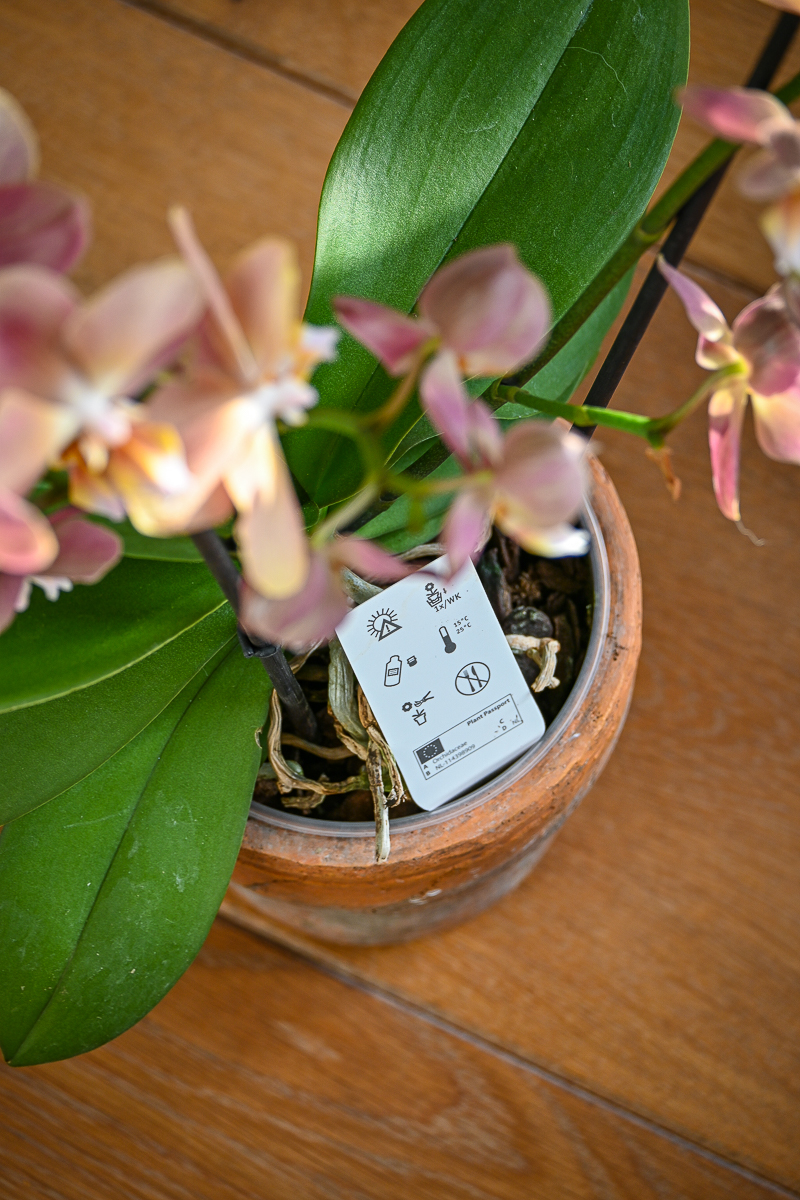 Explained: the care icons on an orchid label