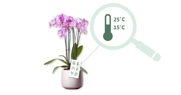 Explained: the care icons on an orchid label