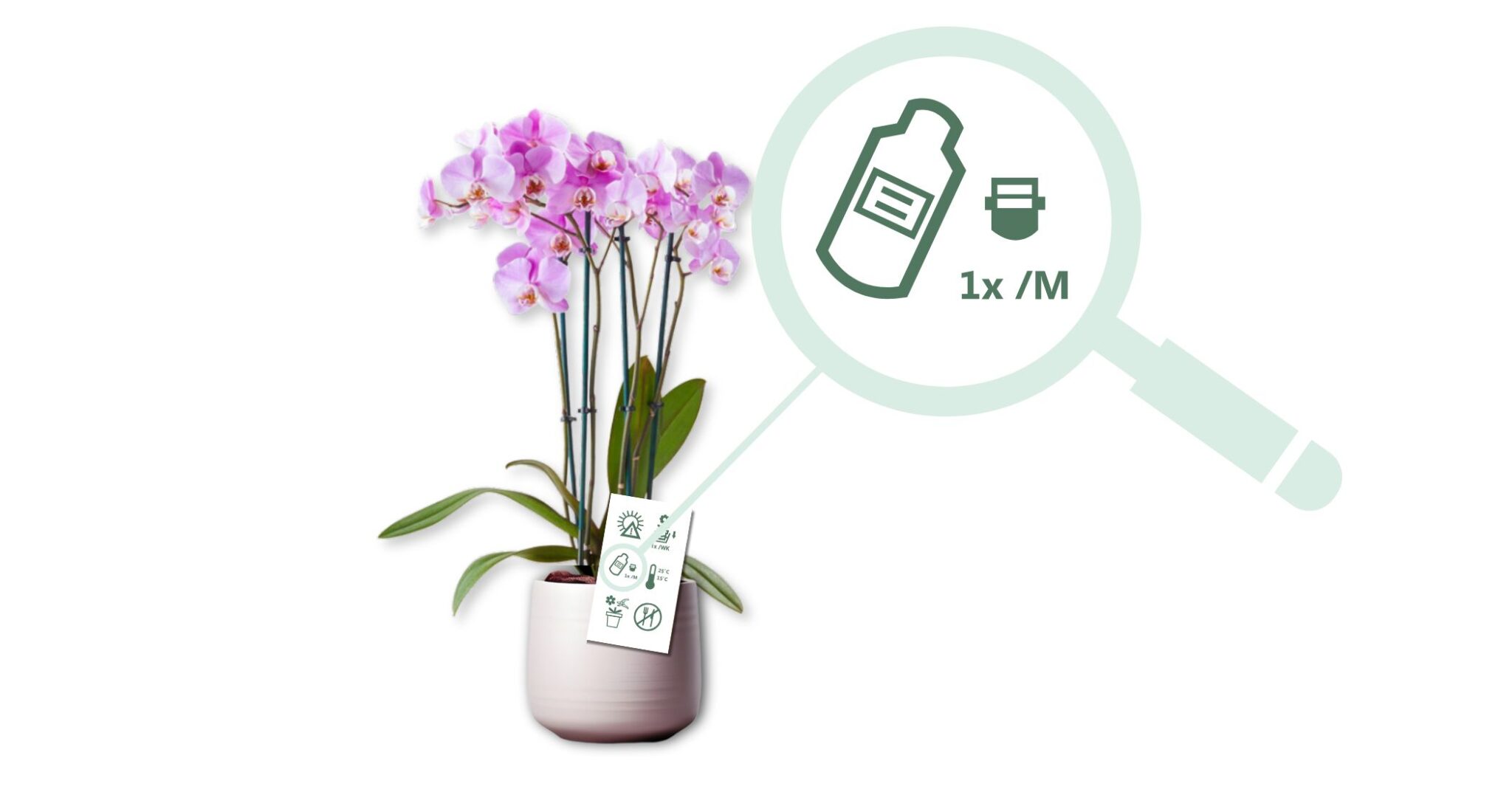 Explained: the care icons on an orchid label
