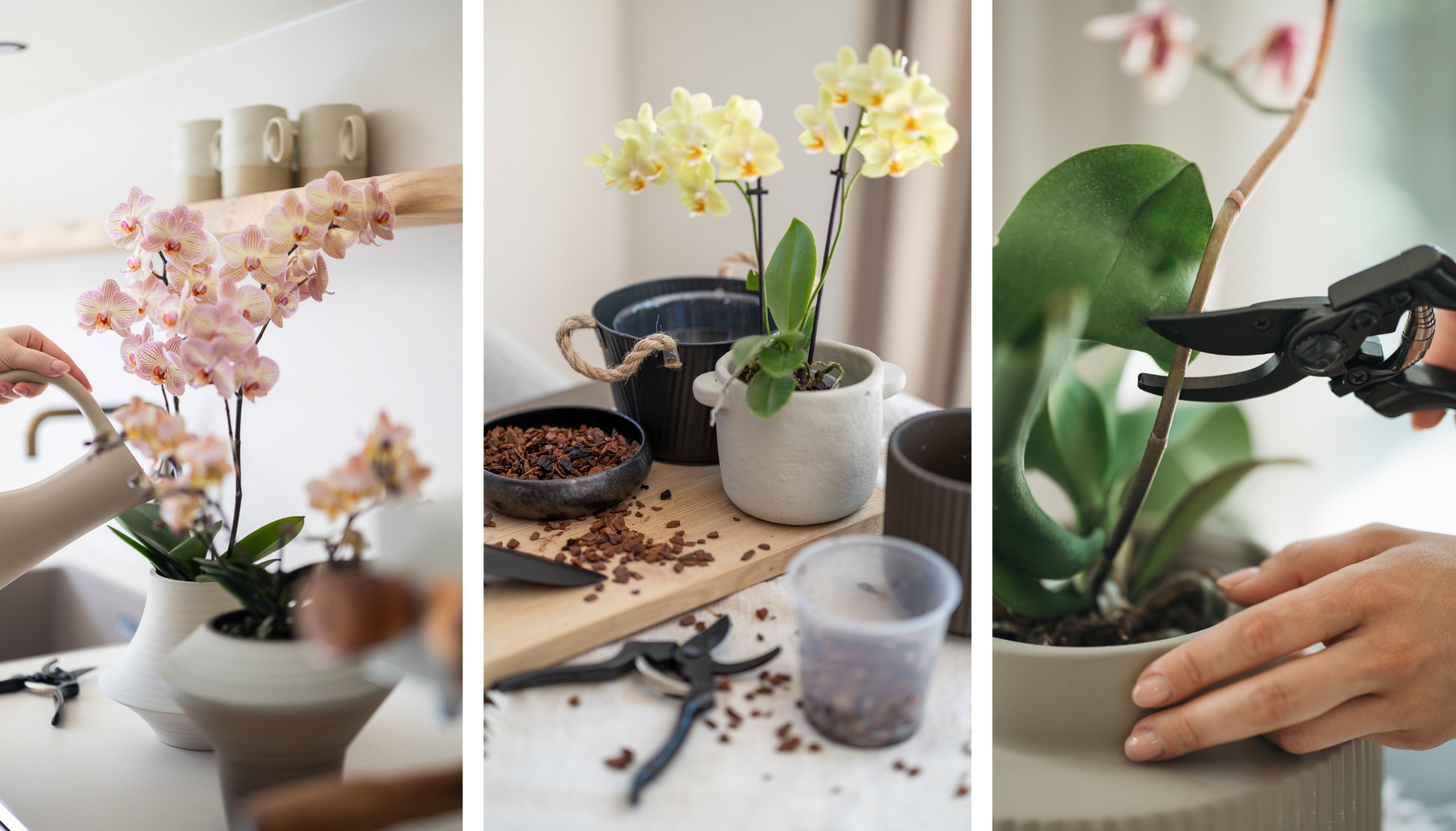 How to care for an orchid in 3 simple steps