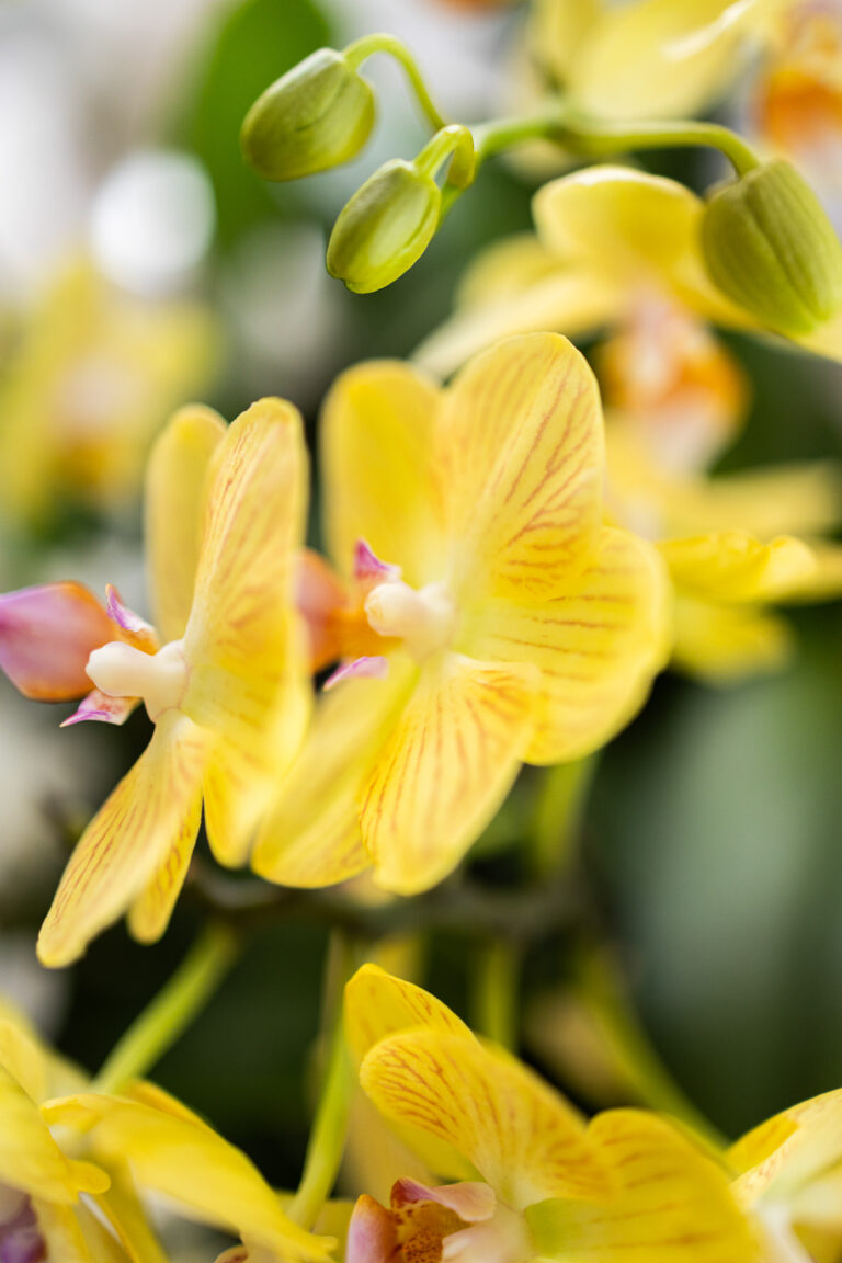 One plant, endless possibilities: 3 ways to style orchids